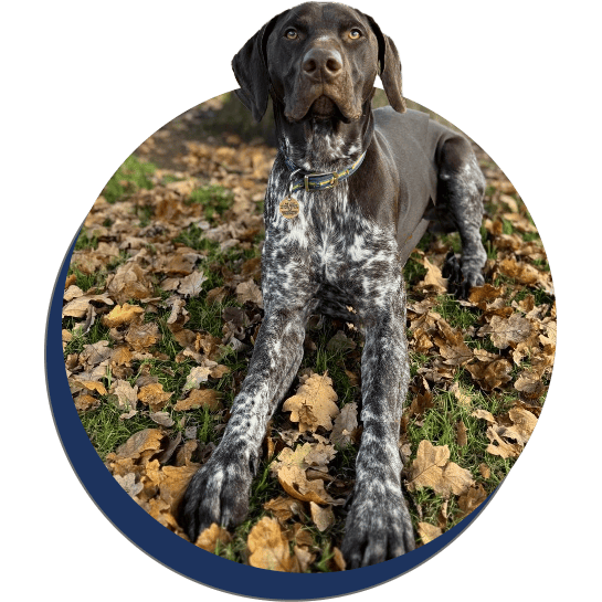 Aspect Arboriculture Ltd, Arboricultural & Forestry Consultancy Services